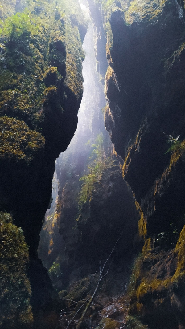 Bosques de Pandora - Sendas